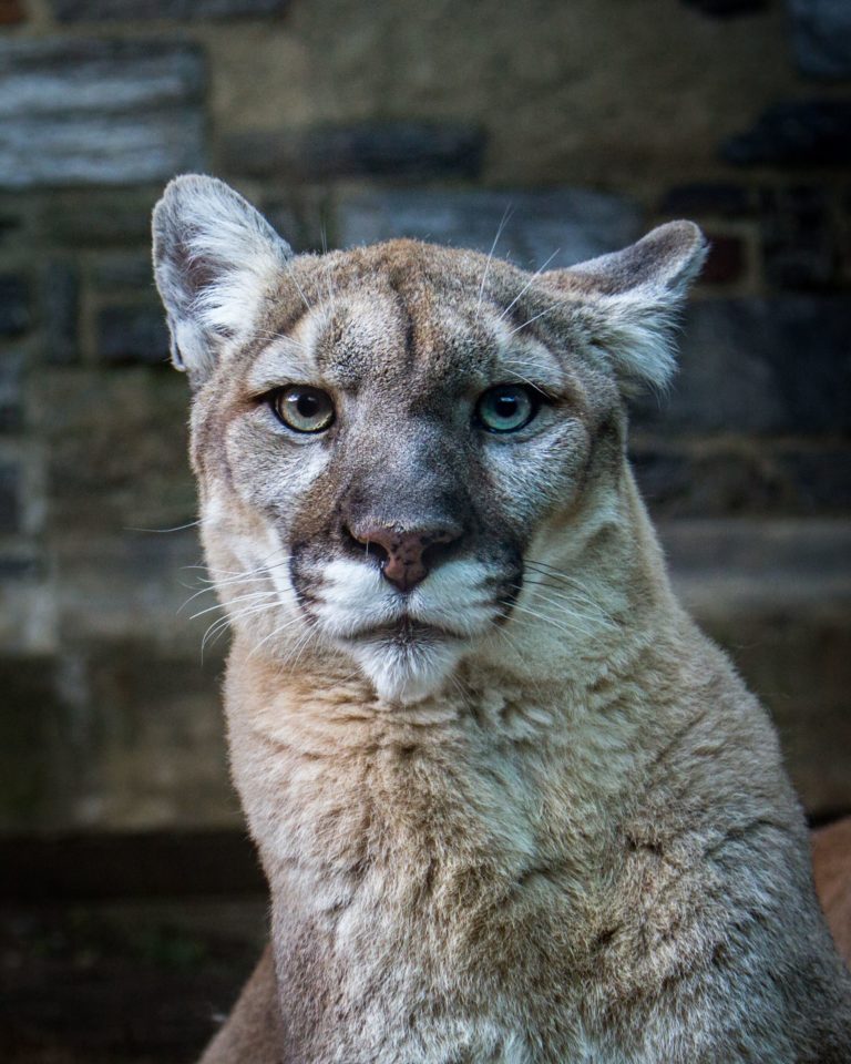 Support – Philadelphia Zoo